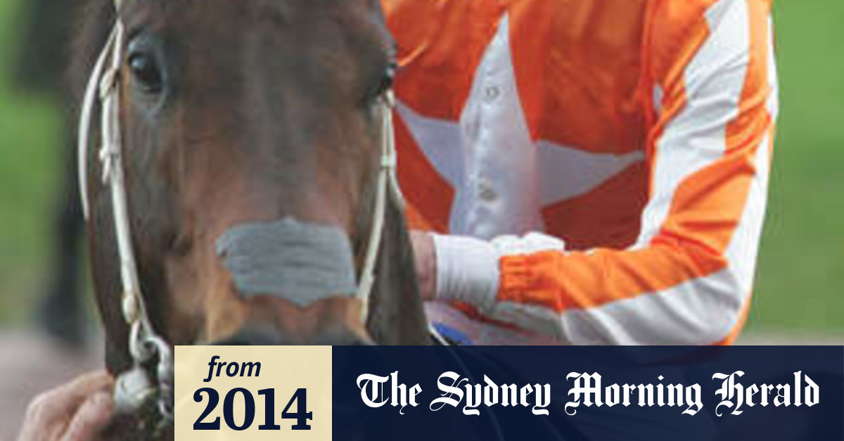 Trainer Shane Nichols is hoping youngster can win Magic Millions