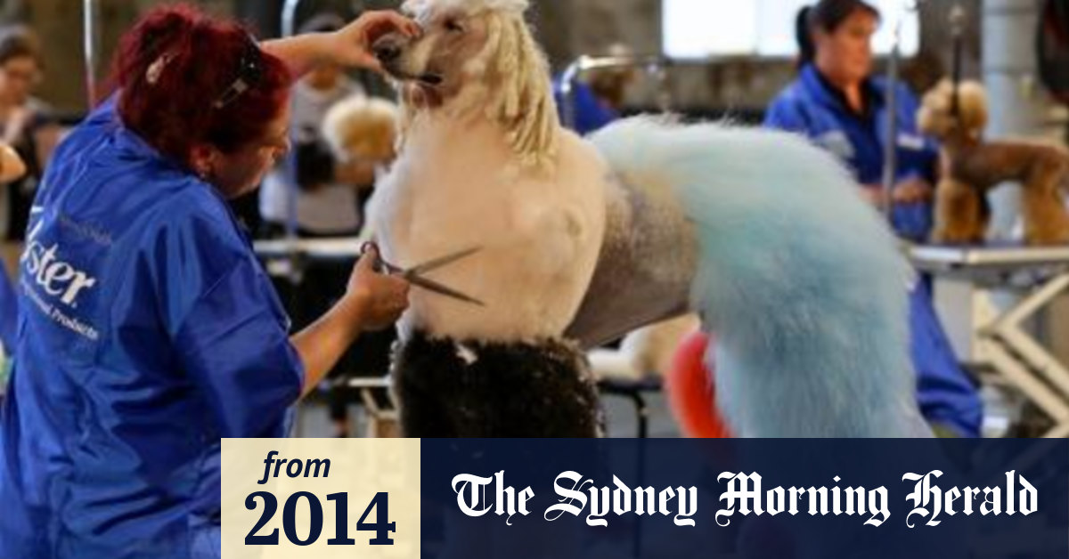 Spruced up pooches take centre stage at Pet Expo's national dog ...