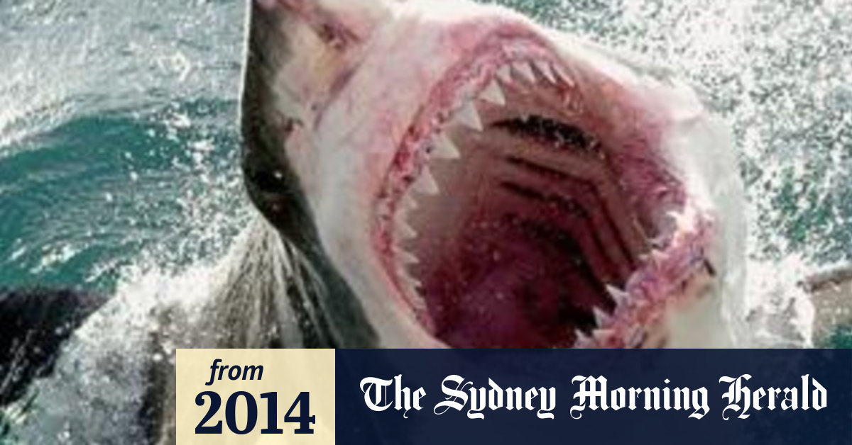 A surfer's perspective on the case for shark culling in WA