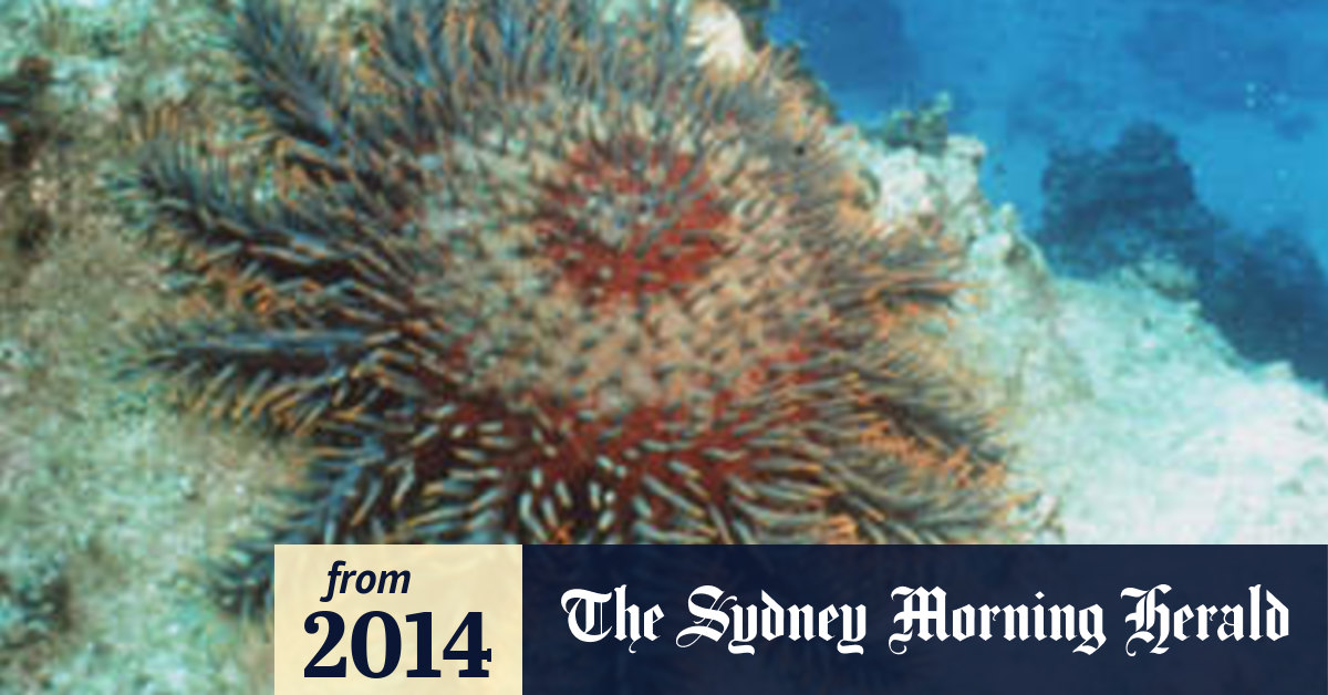 Injection culls reef-killing crown of thorns starfish