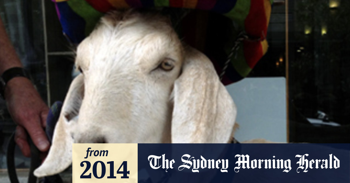 Goats are smart with excellent long-term memories: scientists