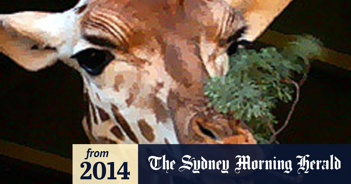 Marius the giraffe killed at Copenhagen Zoo and fed to lions