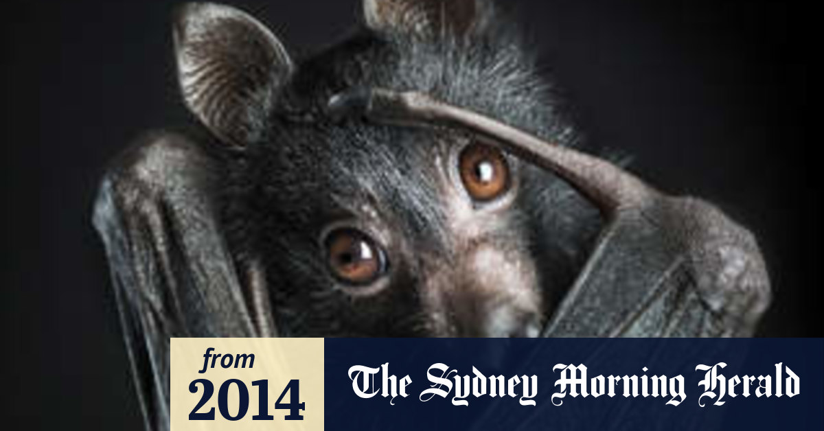 Ken Drake animal portraiture