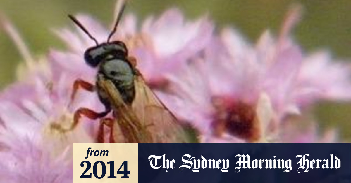 Stuart Rattle book details his architectural approach to garden design