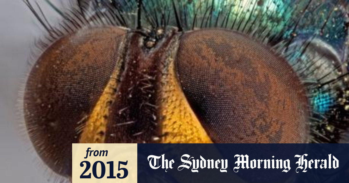 What's on TV Tuesday: The Great Australian Fly
