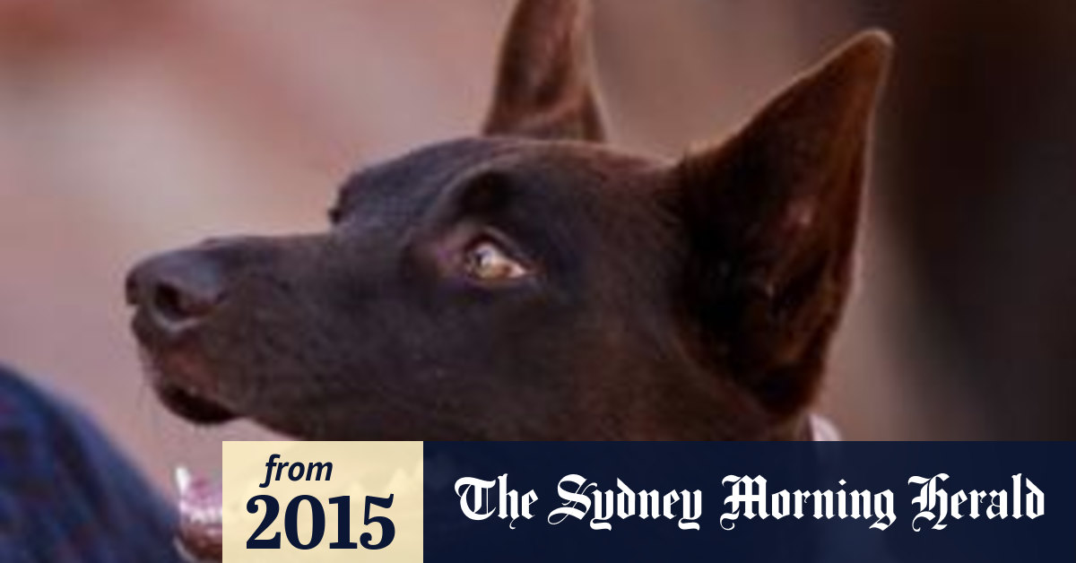 Red Dog prequel Blue Dog begins filming in the Pilbara