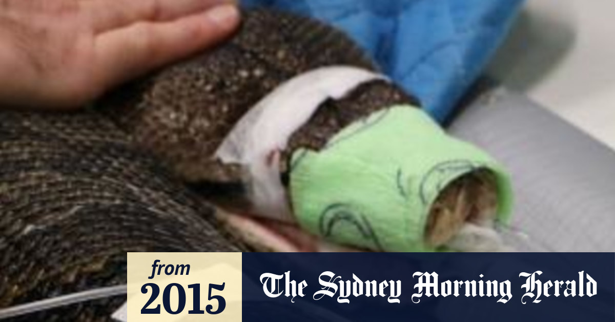 Perth Zoo python a perfect patient for Murdoch University vets