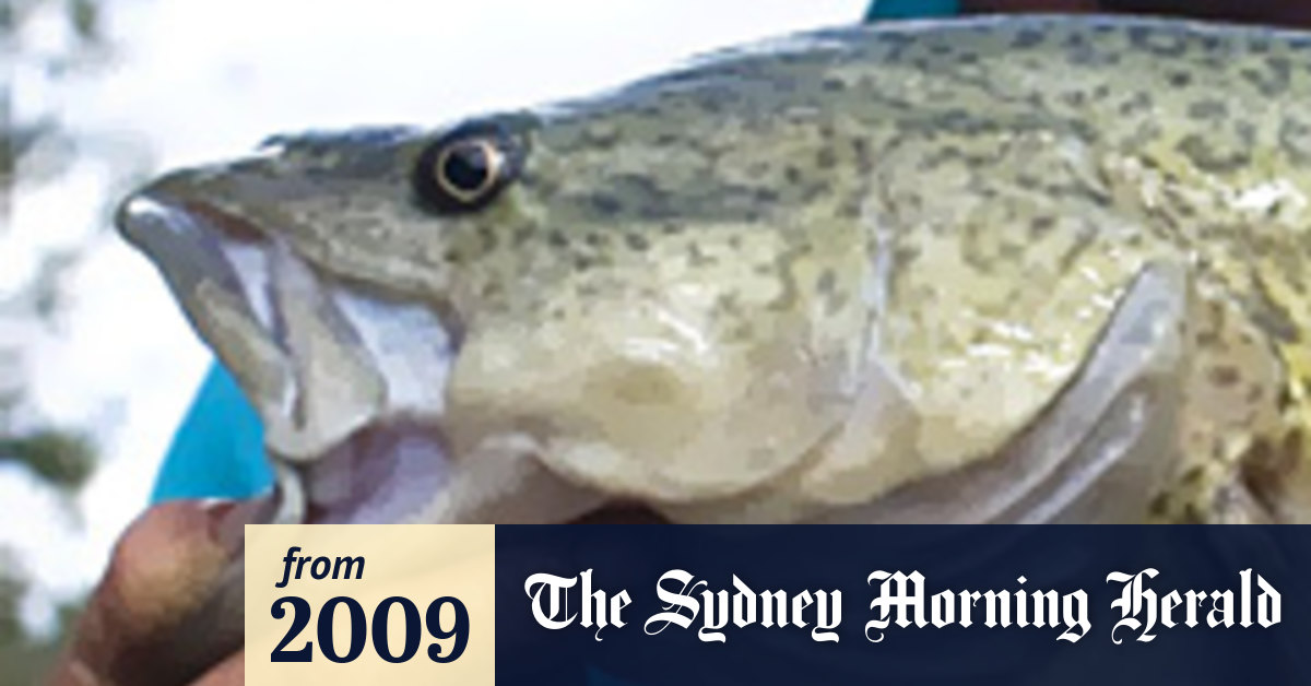Murray cod make remarkable comeback
