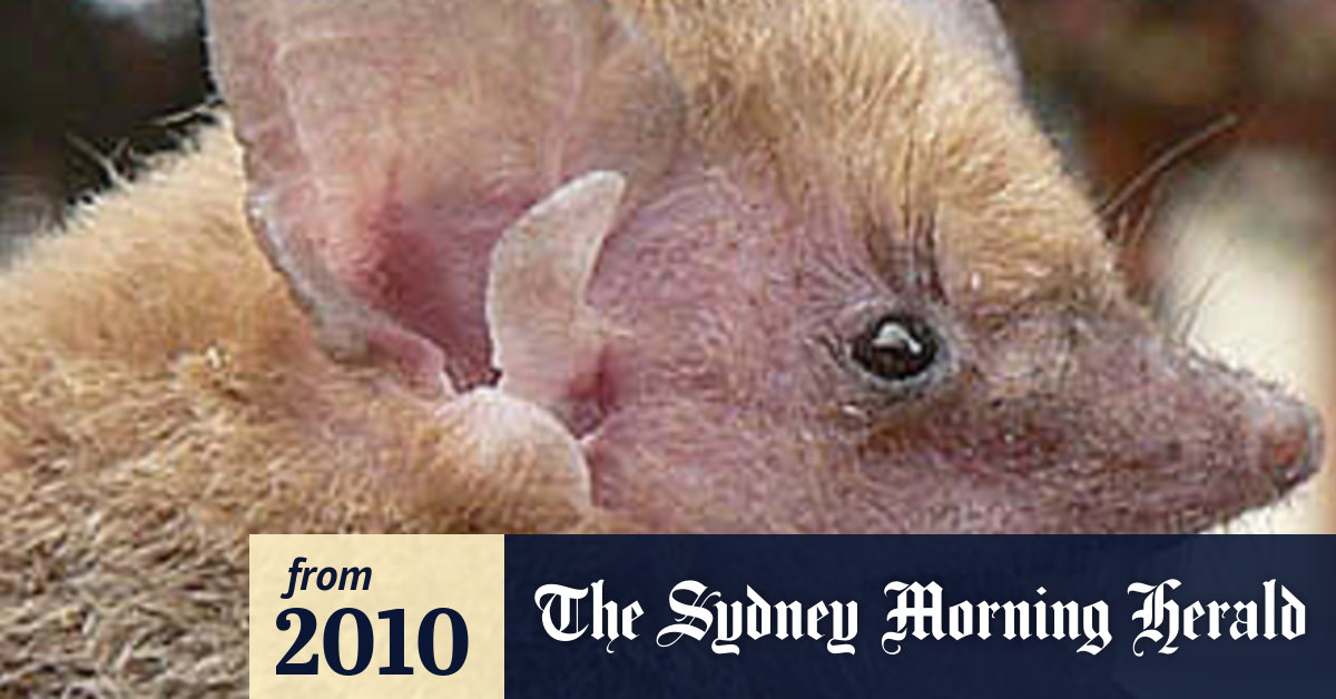 Bat pack stick to their roots in a manner of squeaking