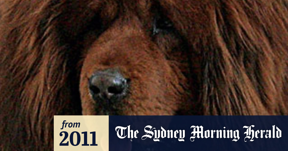 China's million-dollar dog