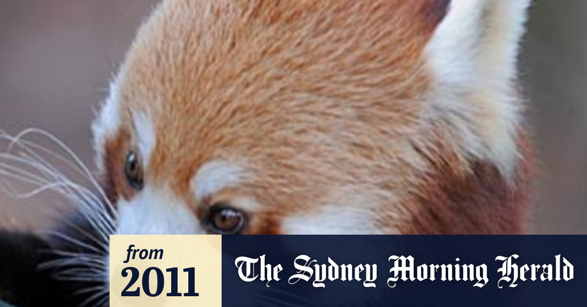 Red pandas seek love in a cold climate