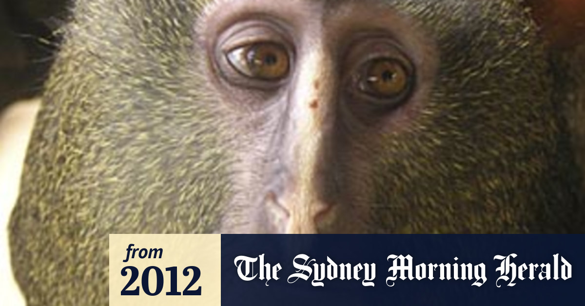 Scientists discover new monkey species in Congo