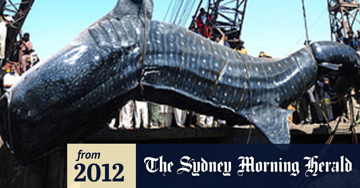 Seven-tonne fish pulled from water