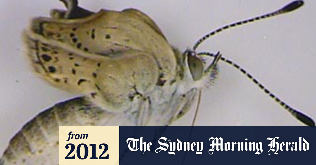 Fukushima radiation causes insect mutations: researchers