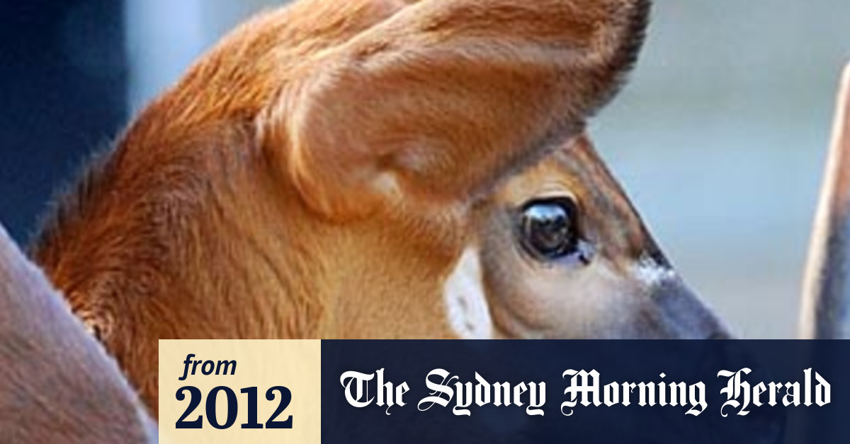 Baby bongo makes zoo debut