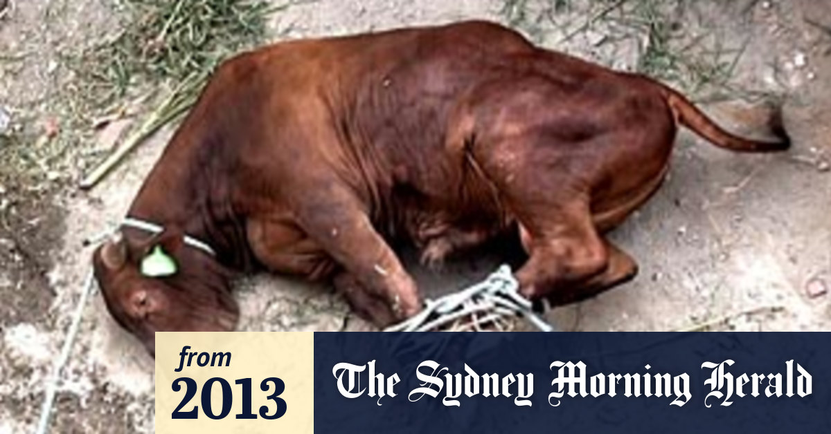 New video of Australian animals being mistreated in Mauritius alarms ...