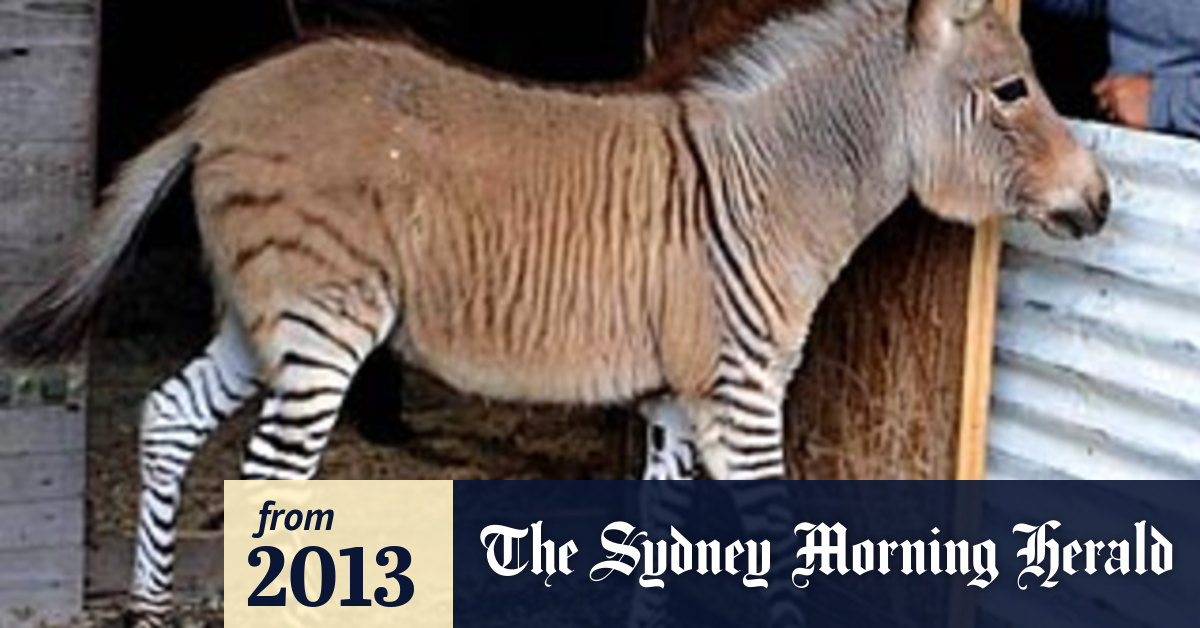 Meet the 'zonkey': a zebra-donkey hybrid
