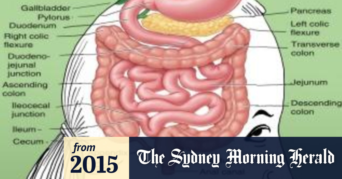 Gut review: Our underrated digestive system and its ultimate role as a ...