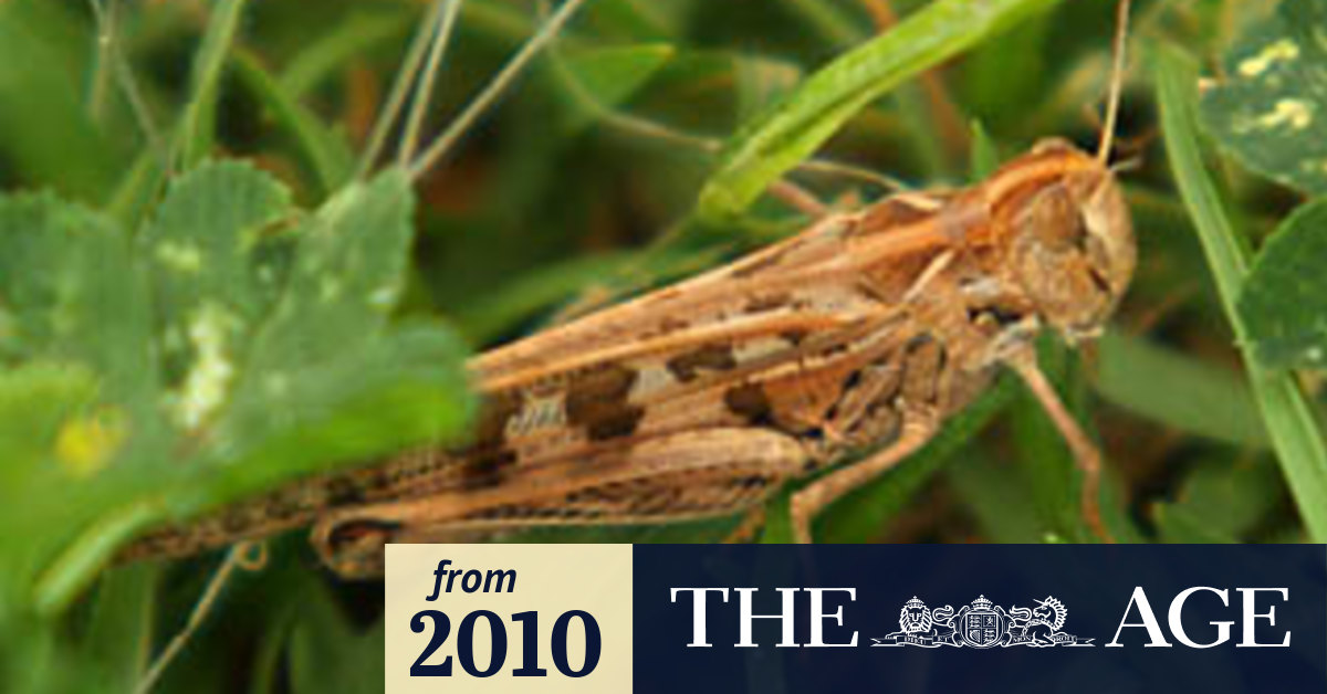 Locust swarms head south