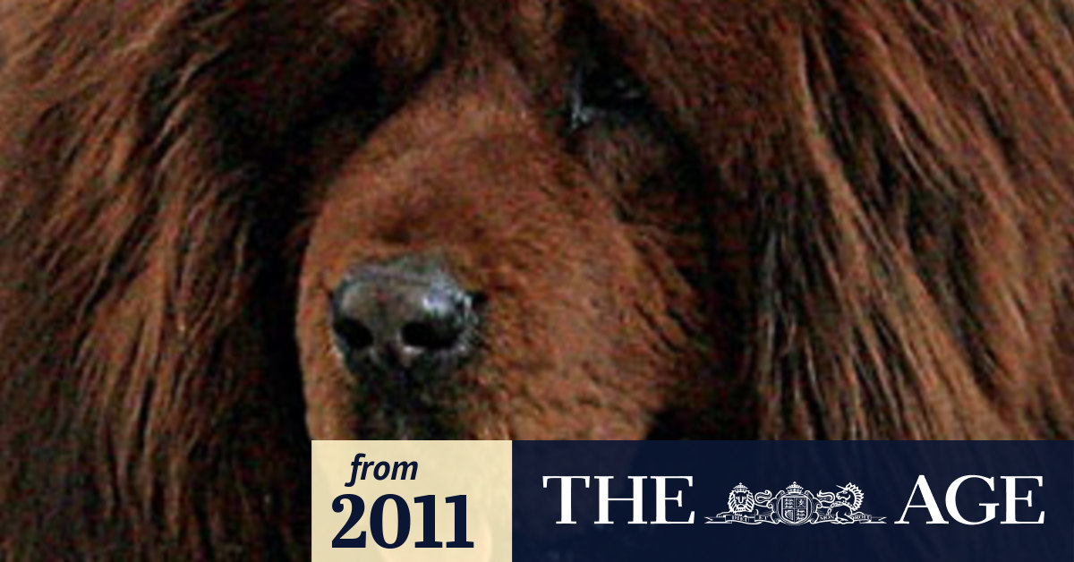 Big splash of cash for million-dollar dog