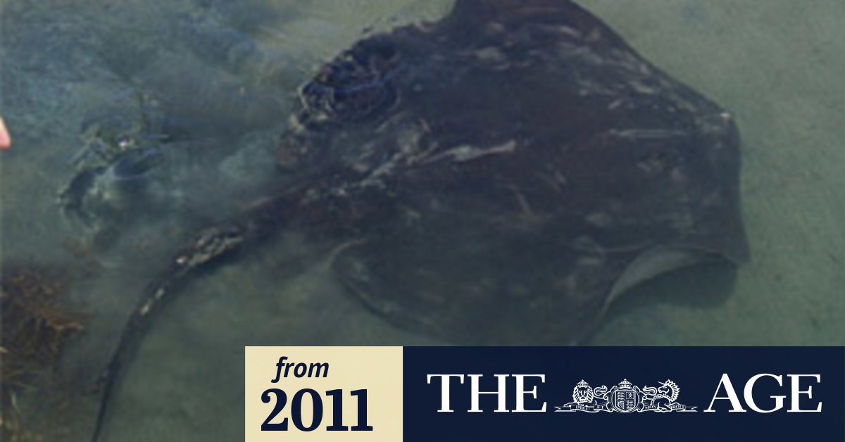 Stingrays to star in Queenscliff