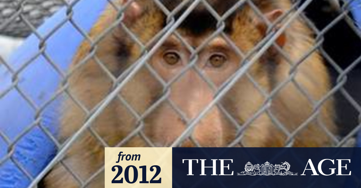 The monkey farm: primates being bred for experiments