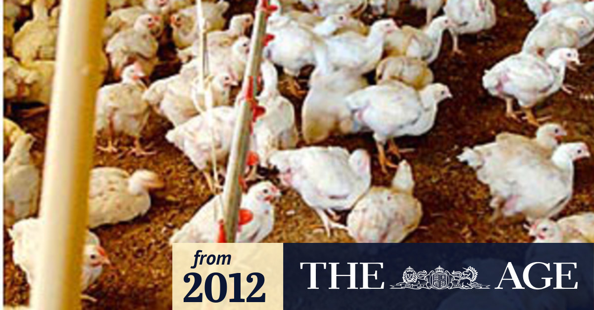 Underfed chickens seized from poultry farms