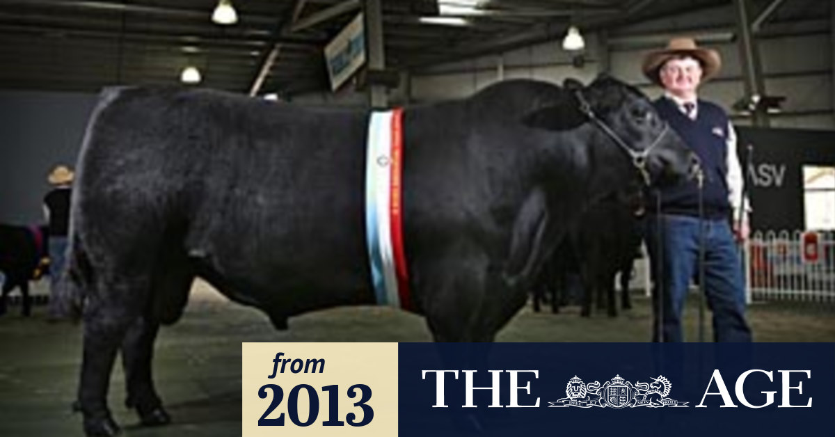 A load of bull in anyone's language, Legs 11 proves to be star turn