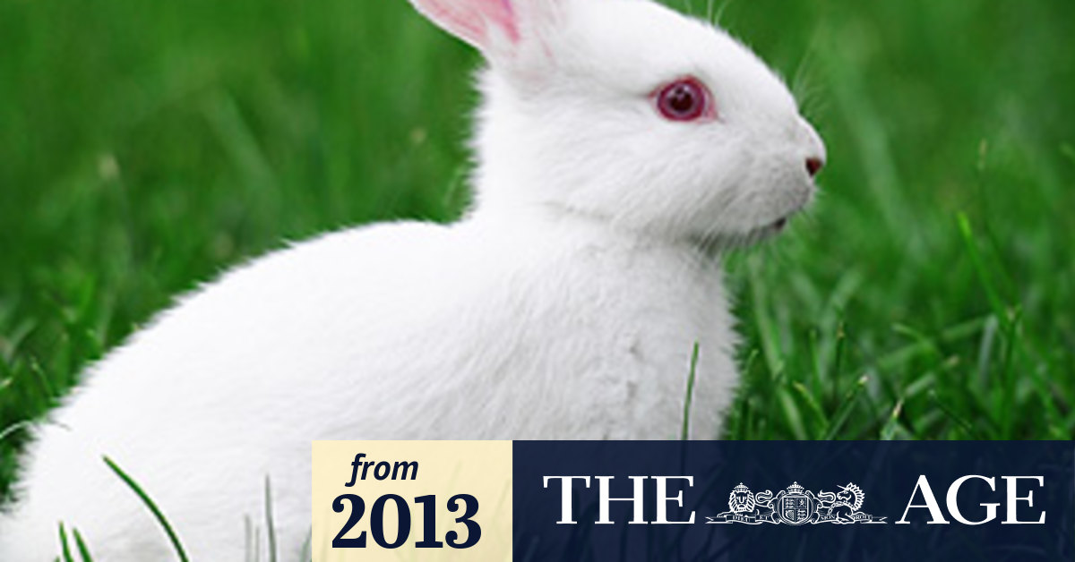 Rabbit hoarders charged with theft