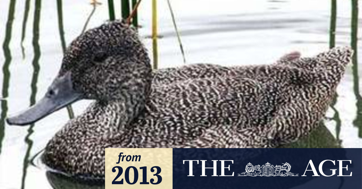 Protected birds shot