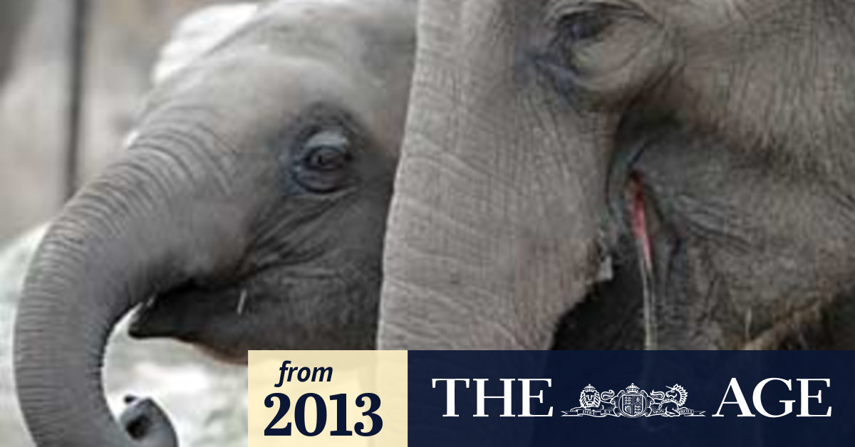 It's the zoo's elephant in the womb