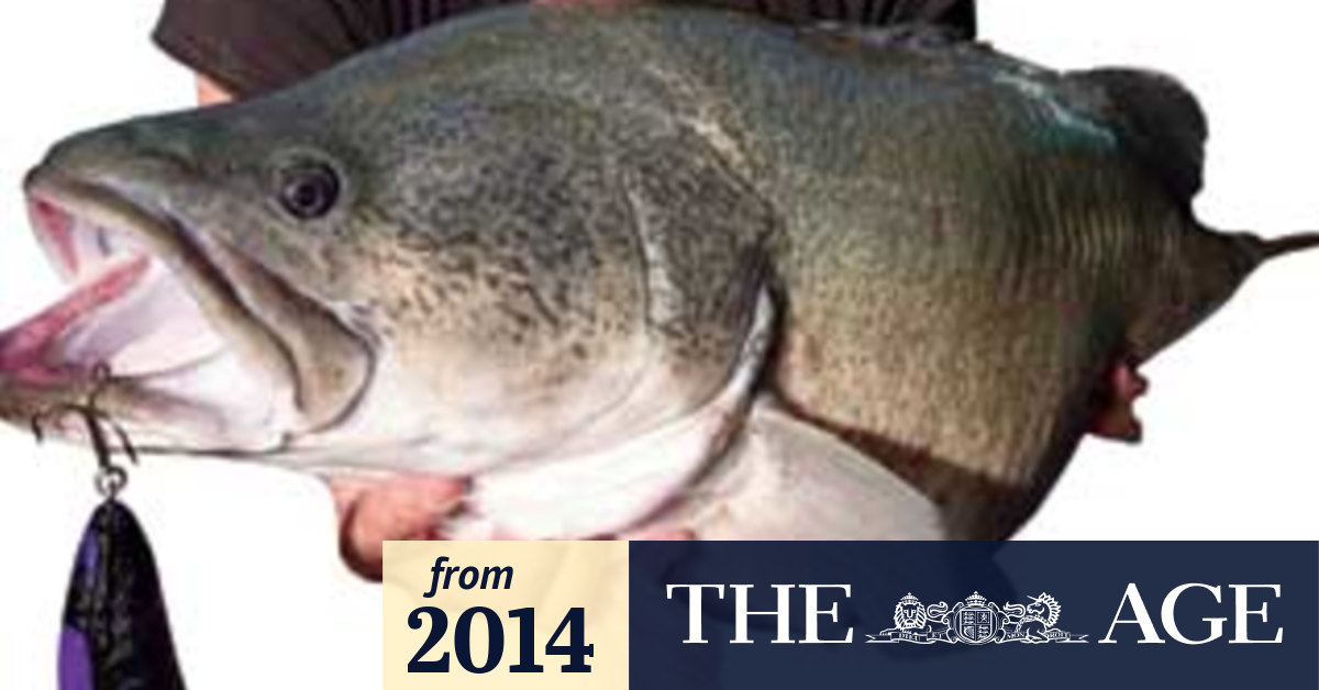 Yarra's monster cod lure anglers up for a challenge