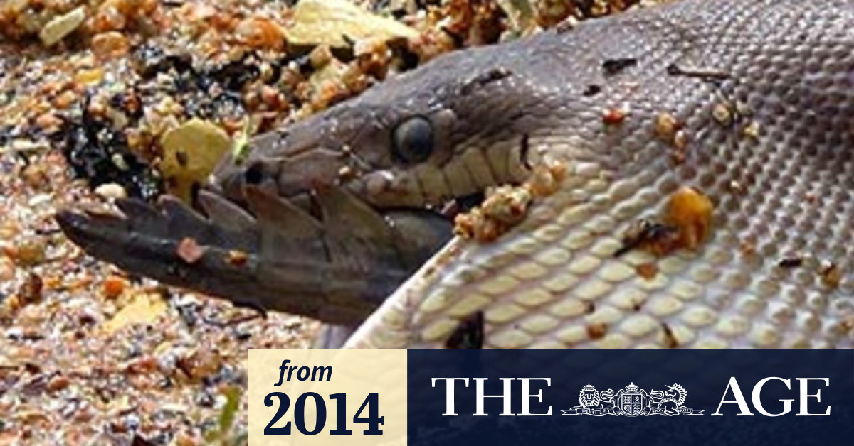 Snake eats crocodile