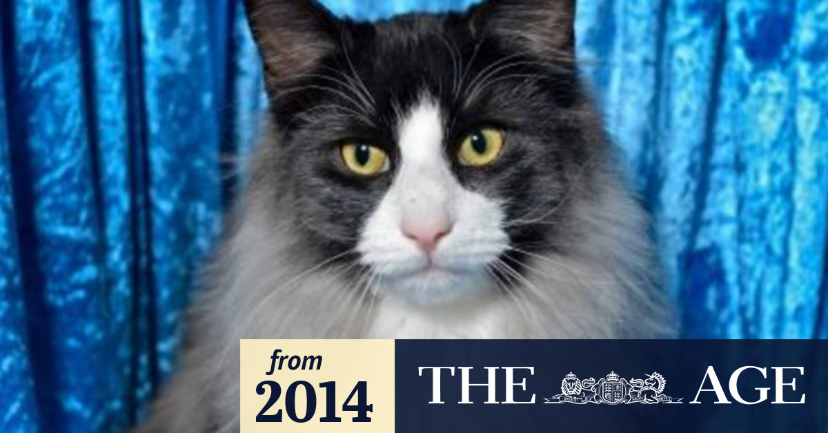 Elvis is still the king of cats at the Show