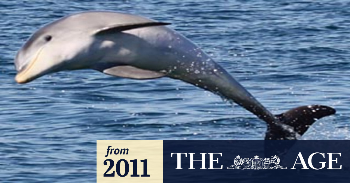 New dolphin species discovered in Victoria