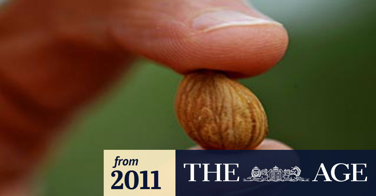 Raw apricot kernels being sold as cancer cure despite cyanide warnings