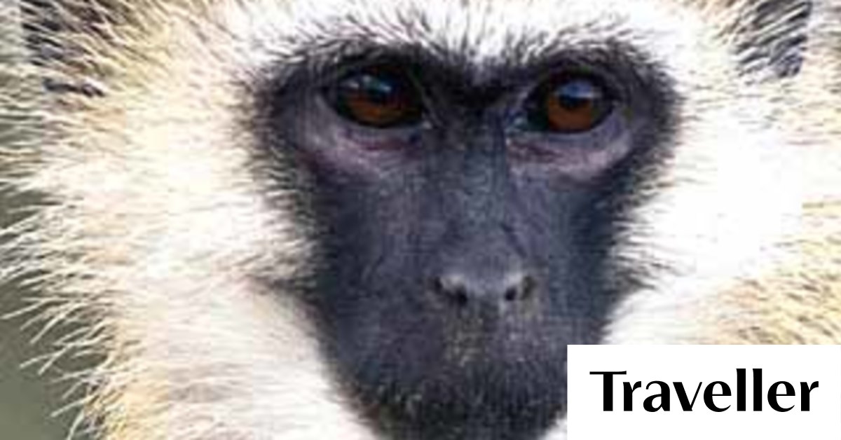 The world's eight most annoying animal encounters