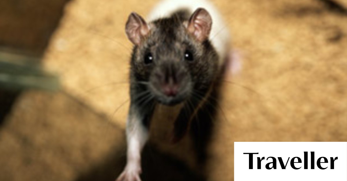 Mystery rat pack plagues Qantas