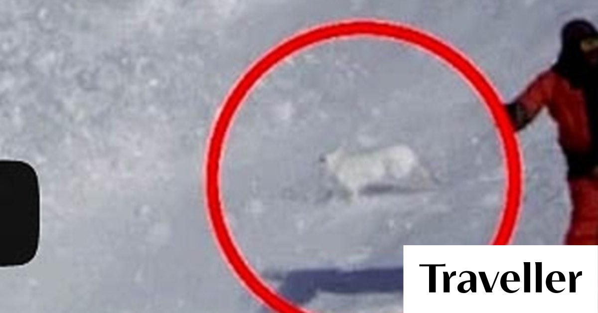 Animals in the snow videos: Wild encounters on the ski slopes