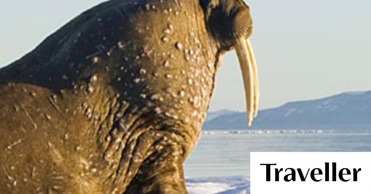 Encounters with the big and blubbery