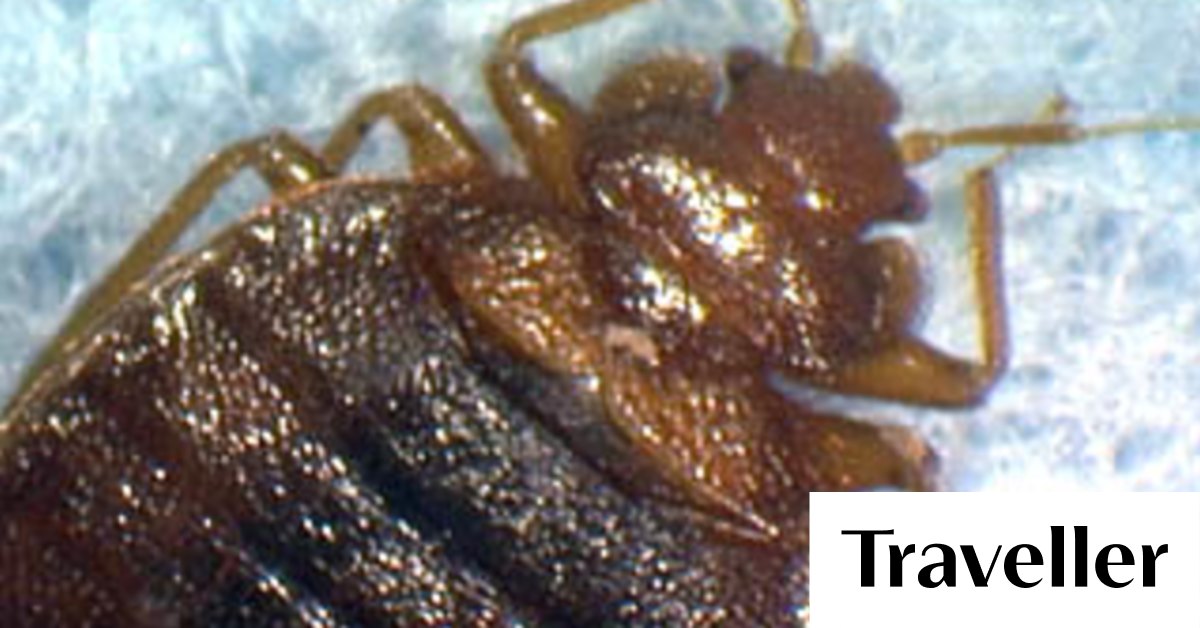 New York bedbug plague scares off tourists