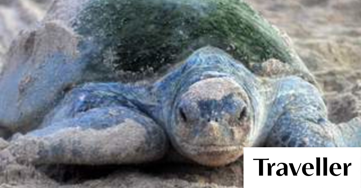 Postcard: turtles hatching in Oman