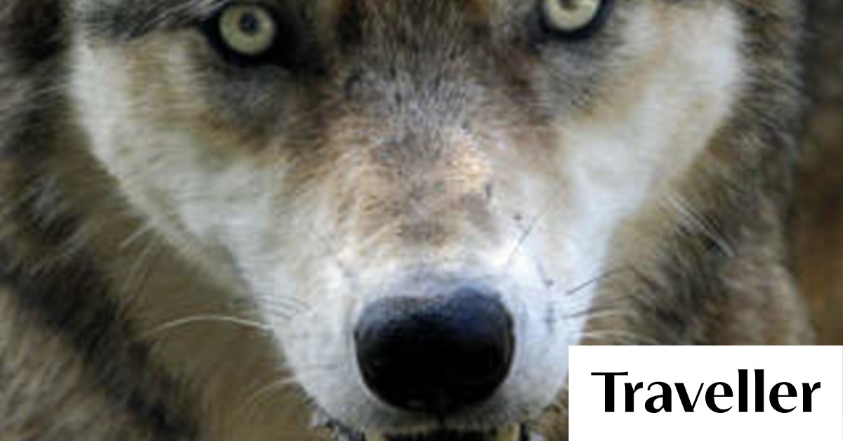 Running with the pack