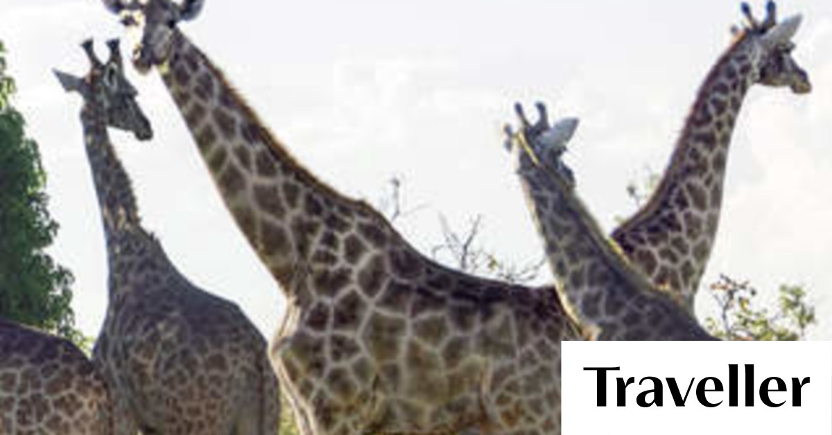 A case of animal attraction in Africa