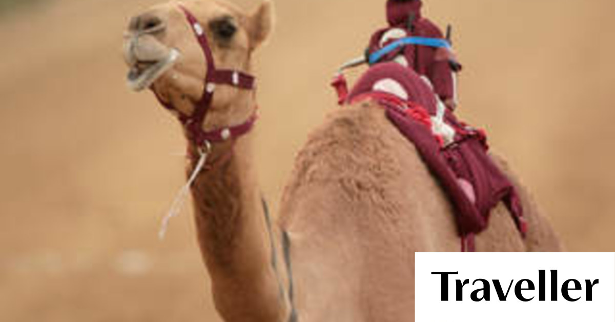 Robot jockeys rule at Dubai camel racing