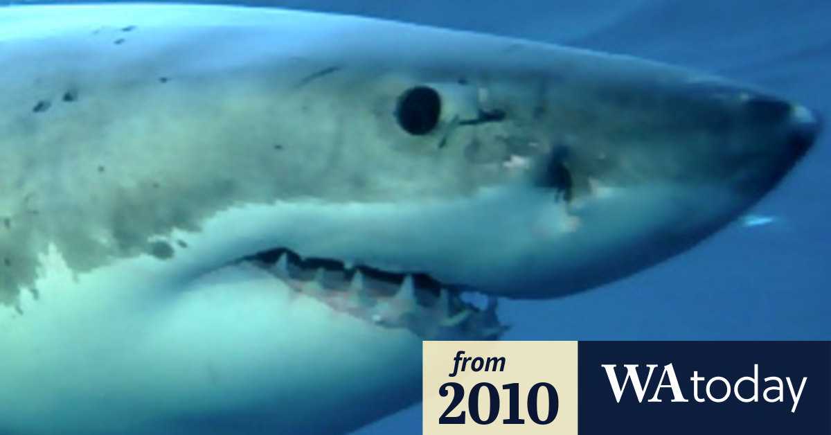 Debate over killer shark rages