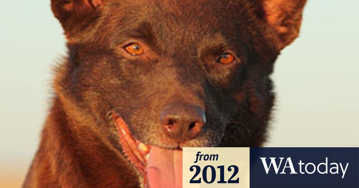 Death of Red Dog star inspires donations flurry