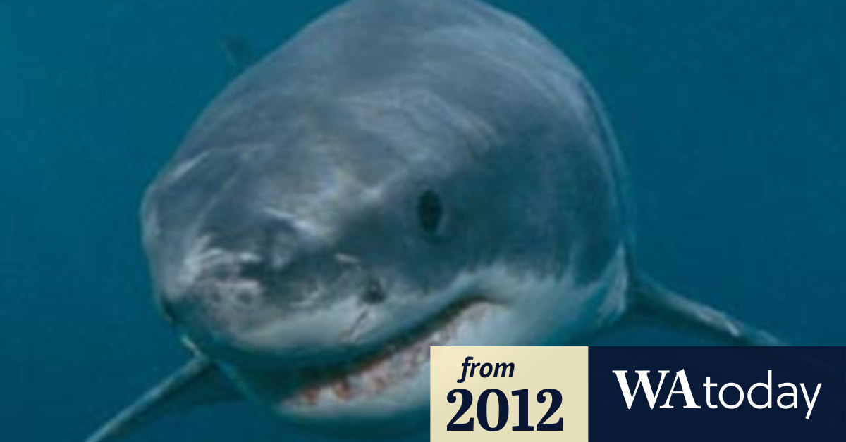 Baby great white sharks