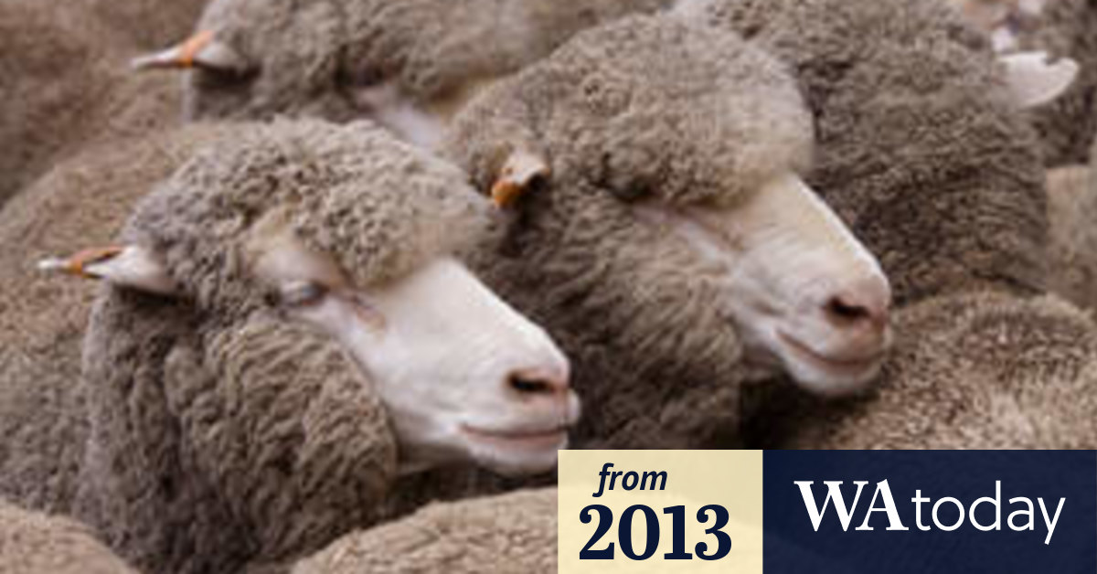 Hundreds of sheep in truck crash