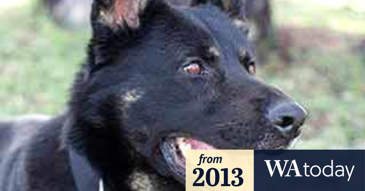 Busy night for WA police dog Jose